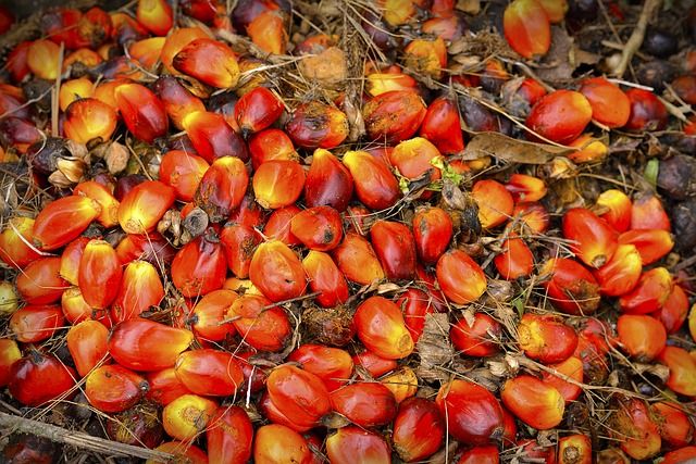 5 Things About Malaysian Palm Oil you must know - SocialMaharaj